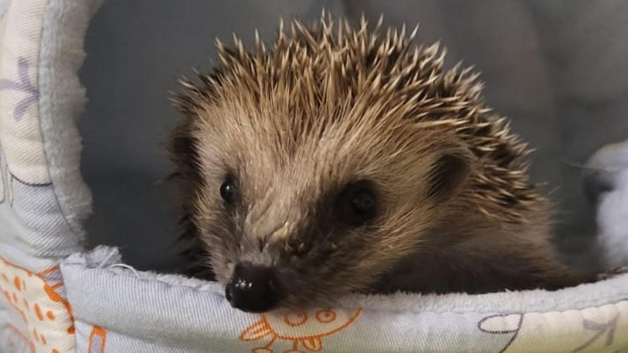 Rettet den Igel! – RADIO SCHLAGERPARADIES