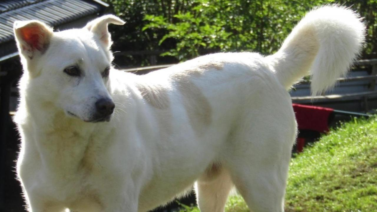 Burli sucht ein Zuhause – RADIO SCHLAGERPARADIES